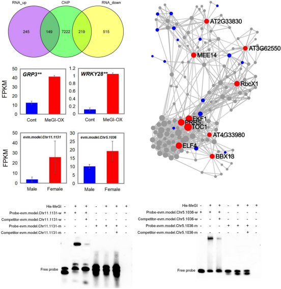 Frontiers in Plant Science发表中国林科院油柿MeGI转录因子的性别控制机制_pleioblastus amarus frontiers in plant ...
