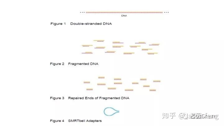 原理 rpm_Pacbio测序原理以及SMRT bell文库构建流程简述-CSDN博客