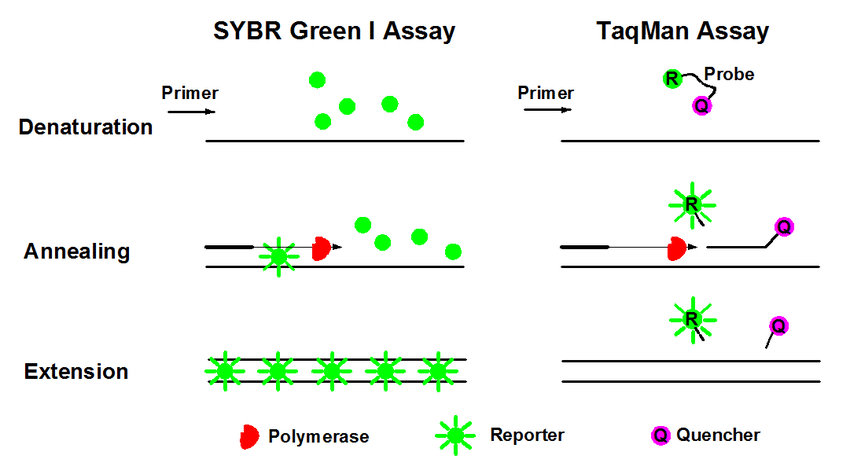 一文读懂：PCR，qPCR，Real-time PCR，RT-PCR和RT-qPCR_real-time quantitative reverse transcription pcr-CSDN博客