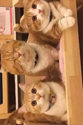 R语言图像处理EBImage包详解-CSDN博客