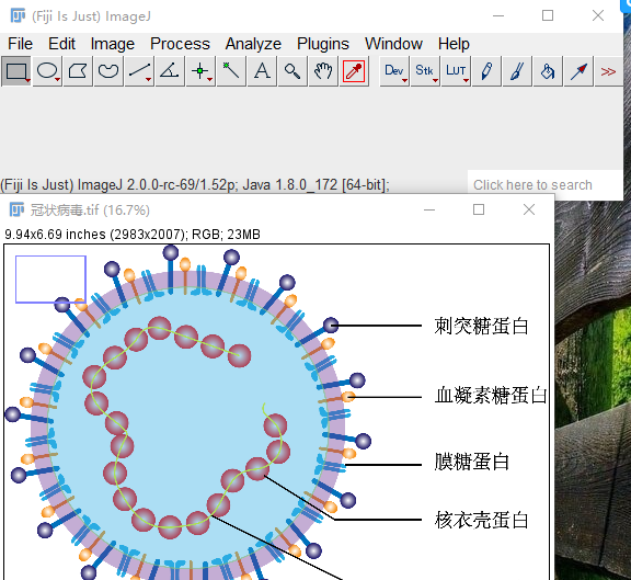 ImageJ Merge荧光图片_imagej上色-CSDN博客
