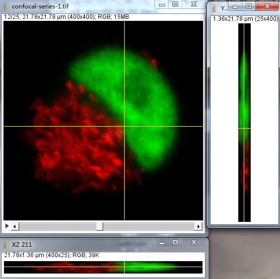 imagej旋转图片_老司机带你解锁ImageJ三维图片分析技巧_Brraida的博客-CSDN博客