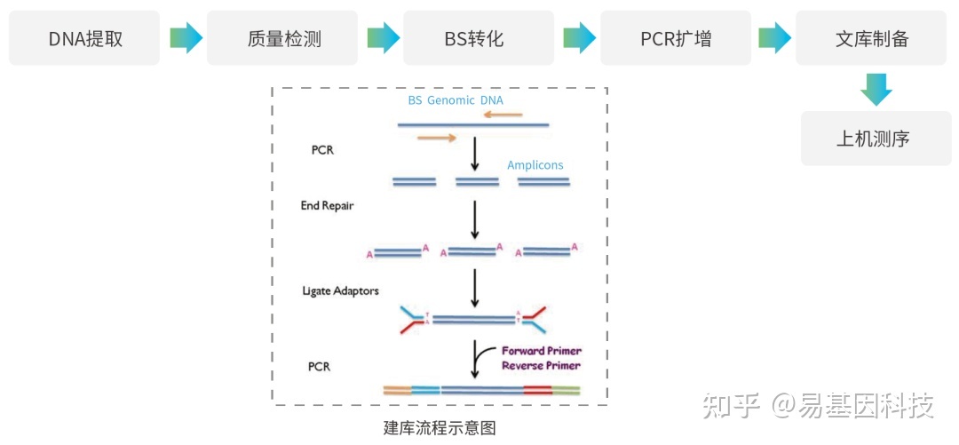 易基因｜靶基因DNA甲基化测序（Target-BS）-CSDN博客