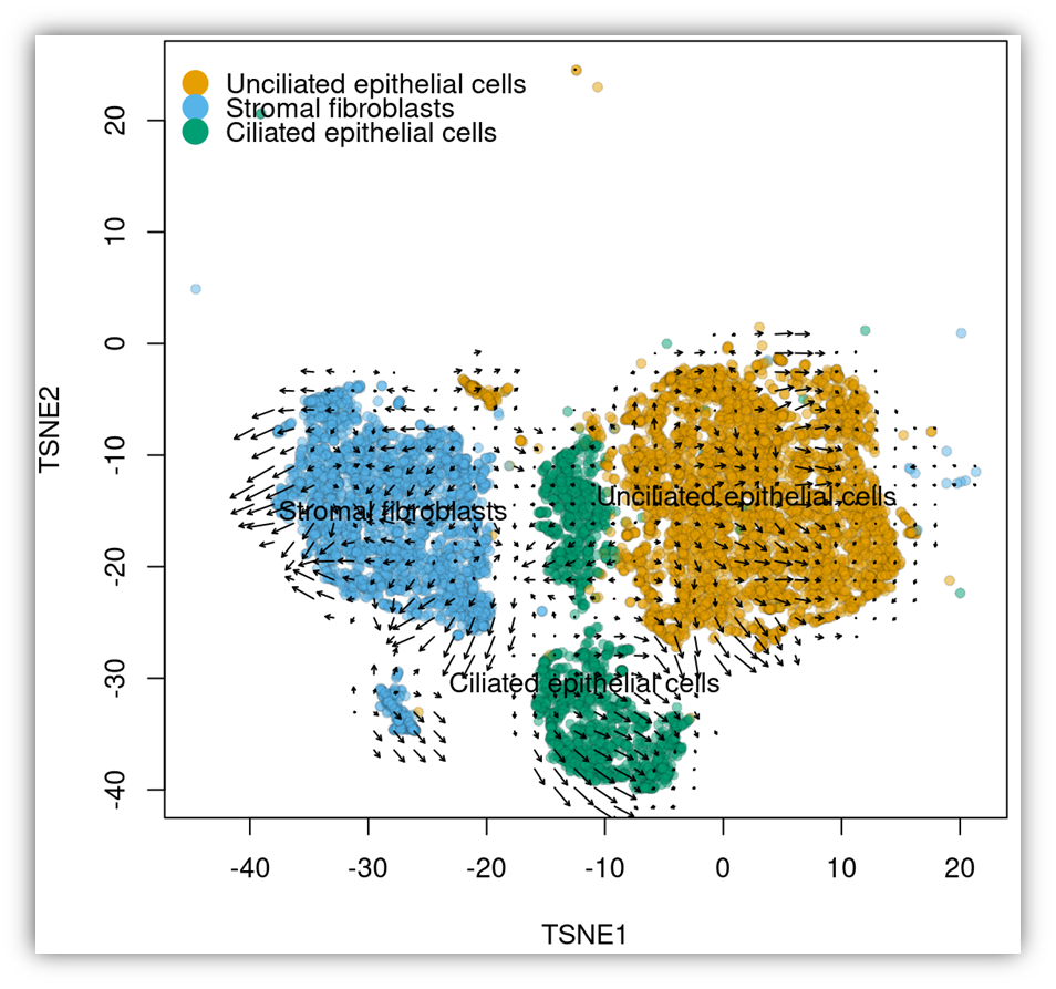 单细胞RNA速率分析(2):R语言版RNA速率分析分析及可视化_rna速率分析结果可视化r语言-CSDN博客