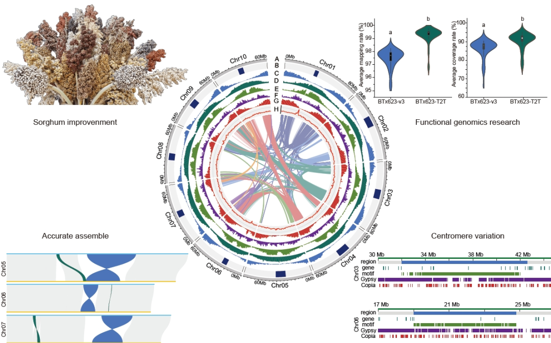 iMeta | 中国农科院深圳基因组所陶永富组完成高粱T2T基因组组装-CSDN博客