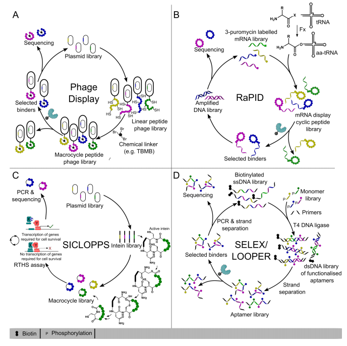 Angew|DNA编码库：利用达尔文进化论充分发挥其潜力_screening (hts), dna-encoded libraries ...