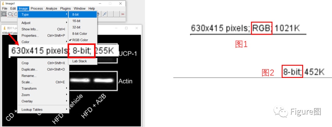 灰度数据转换成rgb565_跟Cell子刊学图片的灰度分析 | Image J和PS结果差距大吗？...-CSDN博客