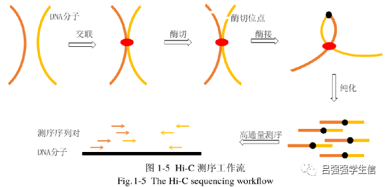 Hi-C测序及测序数据特征_hi-c数据-CSDN博客