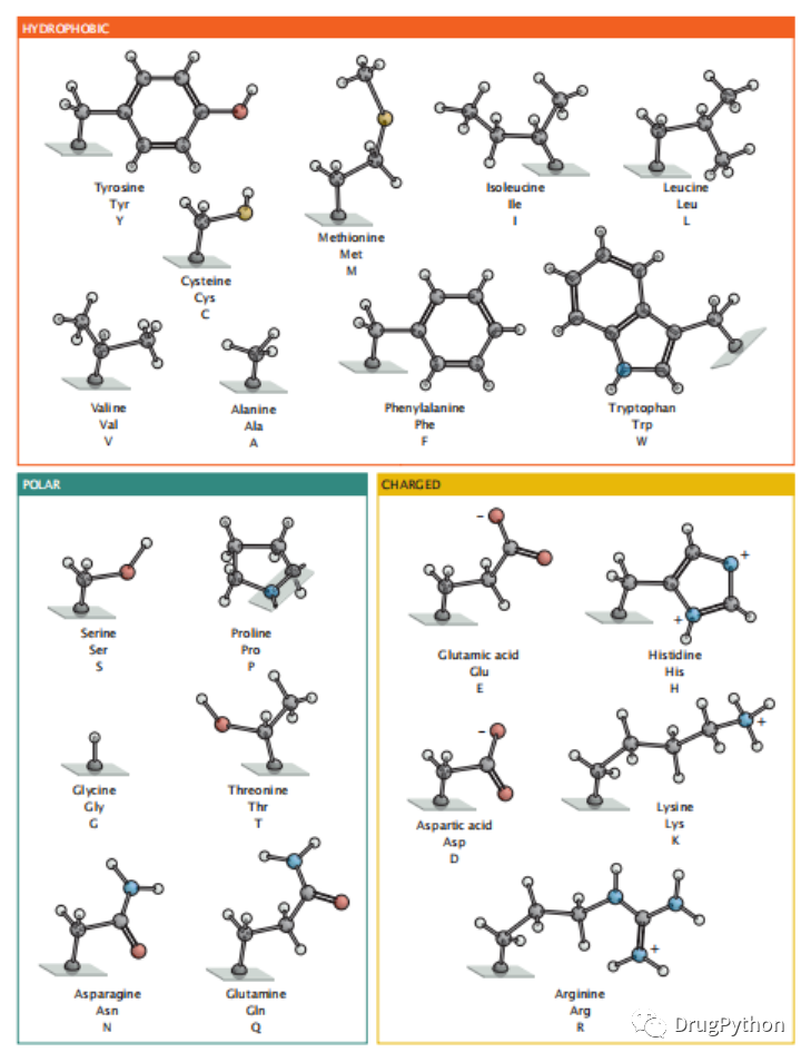 《Protein Actions Principles and Modeling》-《蛋白质作用原理和建模》中文分享（1）_蛋白质飘带模型 ...