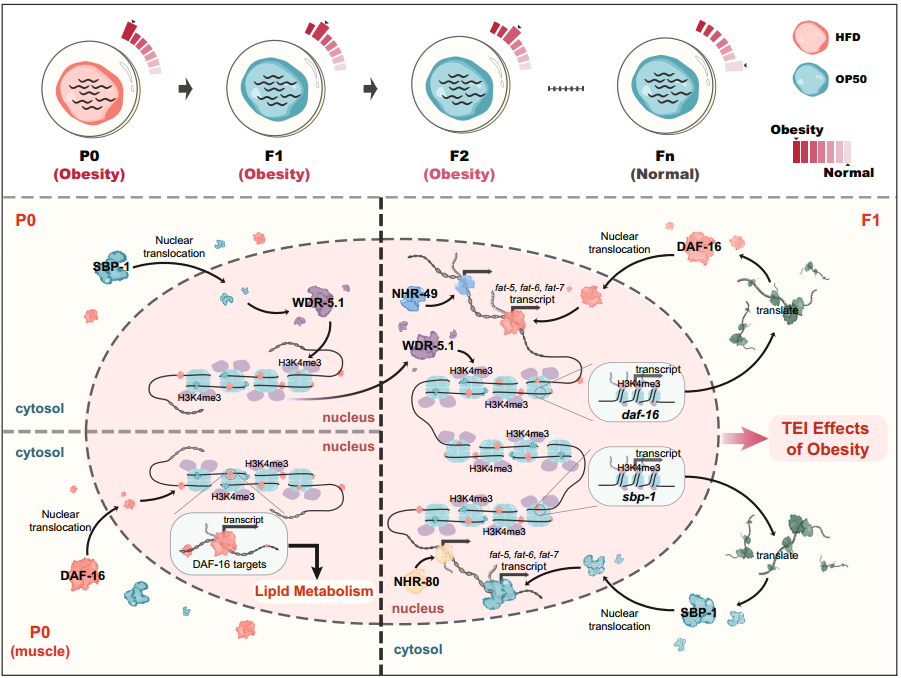 组蛋白修饰 | 一文带你了解H3K4me3_promoter-associated marker h3k4me3-CSDN博客