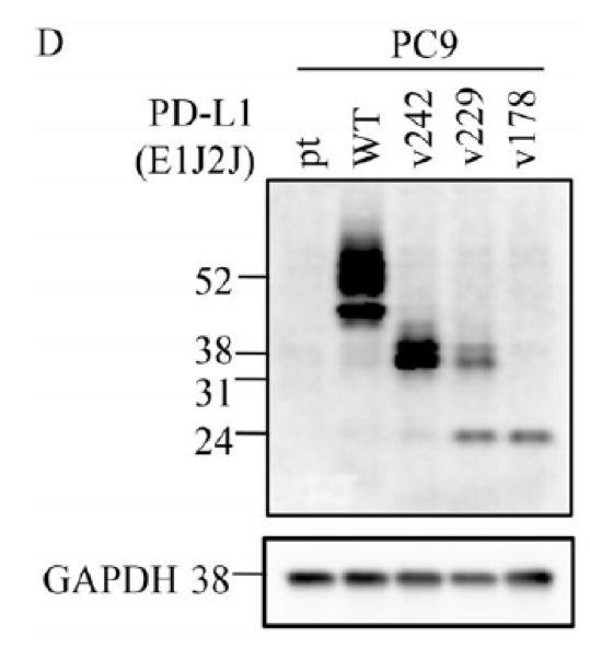 3蛋白wb_以PD-L1为例，教你不错过WB实验中看似不对劲的条带_weixin_39578867的博客-CSDN博客