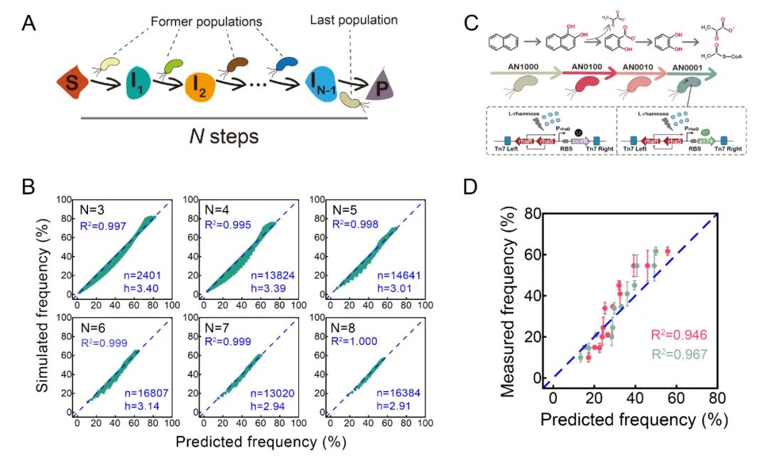 Cell Reports | 北大吴晓磊/聂勇组代谢分工微生物群落的组装机制-CSDN博客