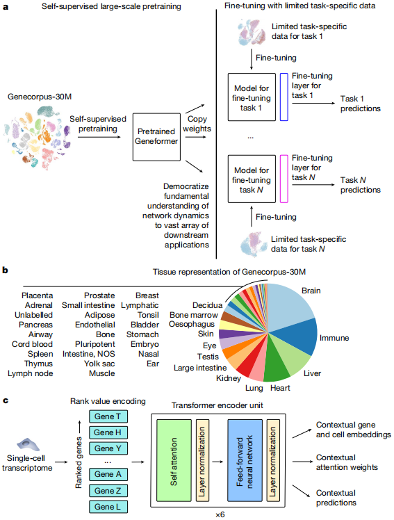 Nature | 数据有限也能预测药物靶点，开源模型Geneformer显著改善基因网络校正疗法...-CSDN博客