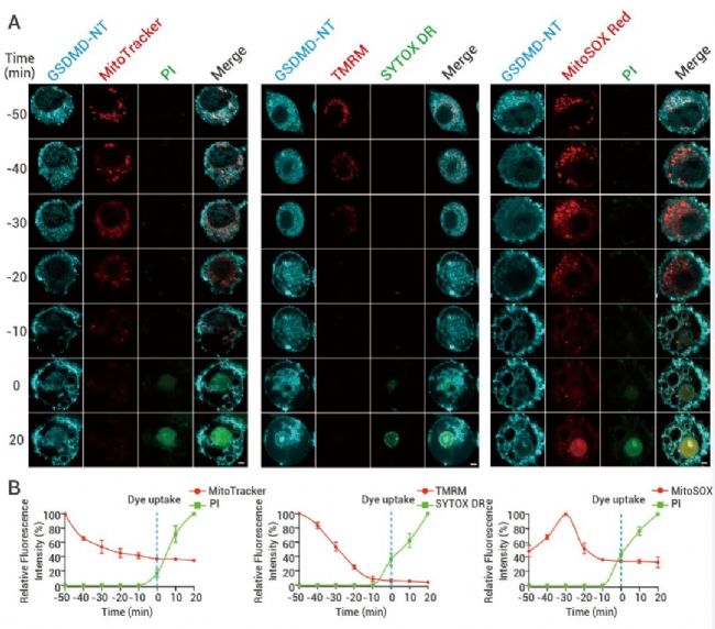 线粒体损伤：细胞炎性坏死 (焦亡) 的“不归路” | MedChemExpress-CSDN博客