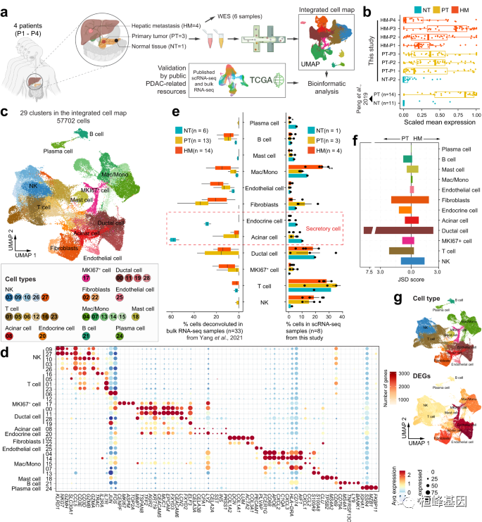 IF：16+ 基于 scRNA-seq 研究免疫抑制肿瘤微环境与胰腺癌肝转移的相关性-CSDN博客