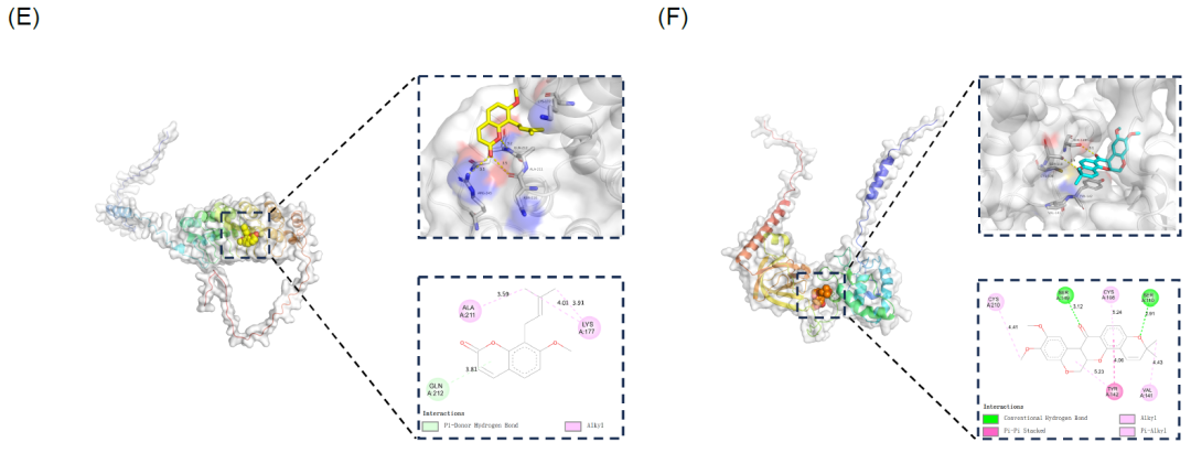 iMetaOmics | 中南大学夏晓波团队揭示青光眼和SLE发病机制新关联-CSDN博客