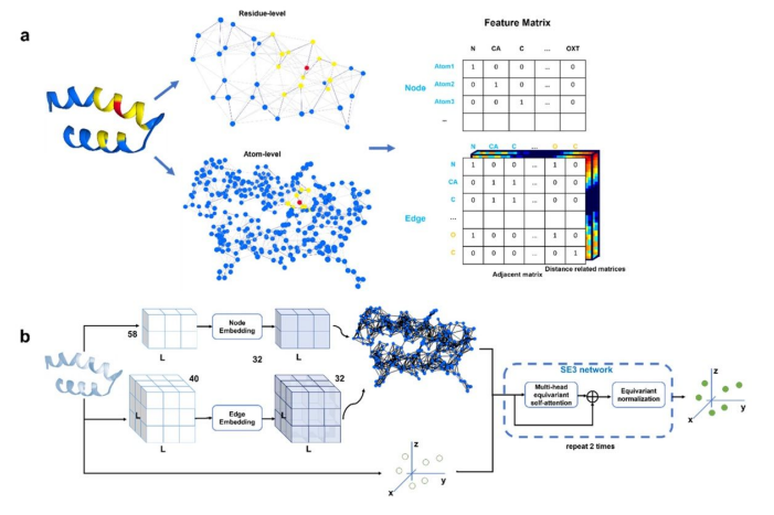 Bioinformatics|全原子图表示和SE(3)等变图Transformer来细化Alphafold等工具预测的蛋白质结构_se3transformer模型-CSDN博客