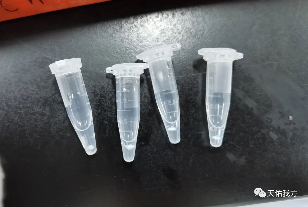 ctab提取dna流程图_CTAB法提取DNA，pcr扩增，聚丙烯酰胺凝胶电泳-CSDN博客