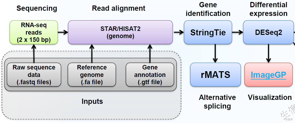 转录组有参分析之STAR比对及可变剪切_star剪接比对-CSDN博客