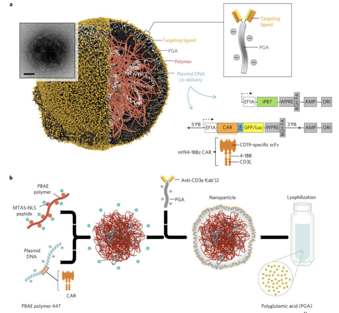 既可独自美丽，也可团队合作的CD3_同立海源il7-CSDN博客