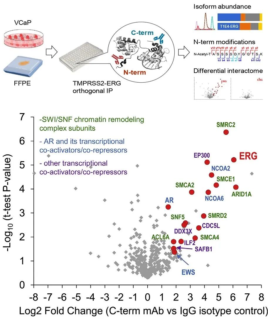 KLK：丝氨酸蛋白酶家族中的“多面手”_klk基因-CSDN博客