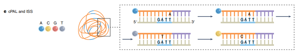 热点综述 | Nature子刊：Museum of spatial transcriptomics-CSDN博客
