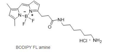 BODIPY FL amine，2183473-03-0，硼二吡咯氨基，BODIPY FL激发后发明亮的绿色荧光_双氨基bodipy-CSDN博客