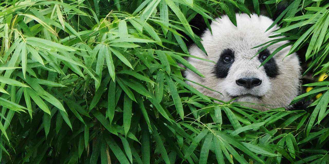 pandas-mean-pandas-weixin-39616693-csdn