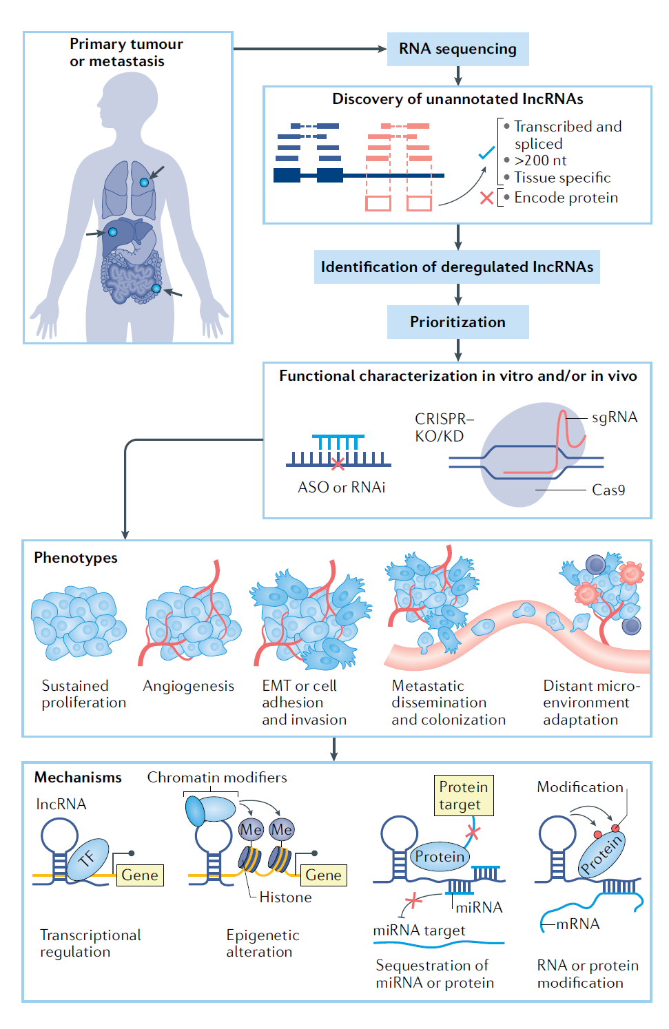Nature Reviews Cancer综述：长非编码RNA在肿瘤转移中的作用-CSDN博客