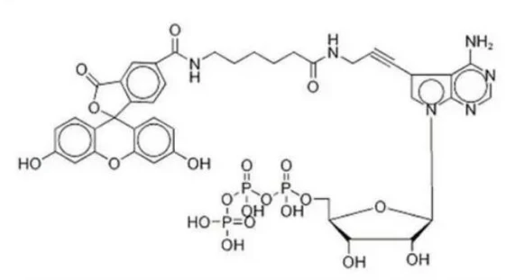 荧光素炔基氨基ATP，185971-89-5，Fluorescein Alkynylamino-ATP，FITC Alkynylamino ATP-CSDN博客