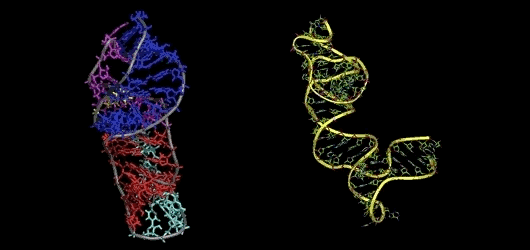 90后斯坦福博士论文登Science封面！AI算法准确预测RNA三维结构-CSDN博客