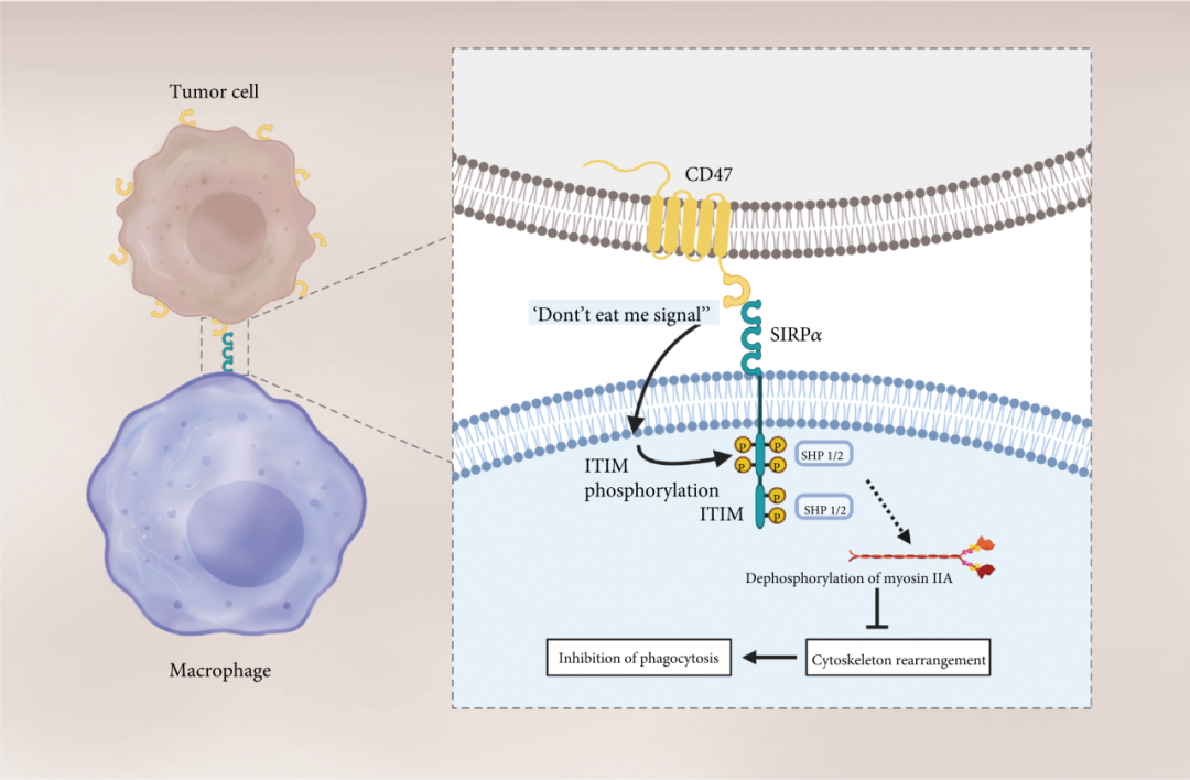 【靶点Talk】CD47：“别吃我”靶点能逆袭吗-CSDN博客