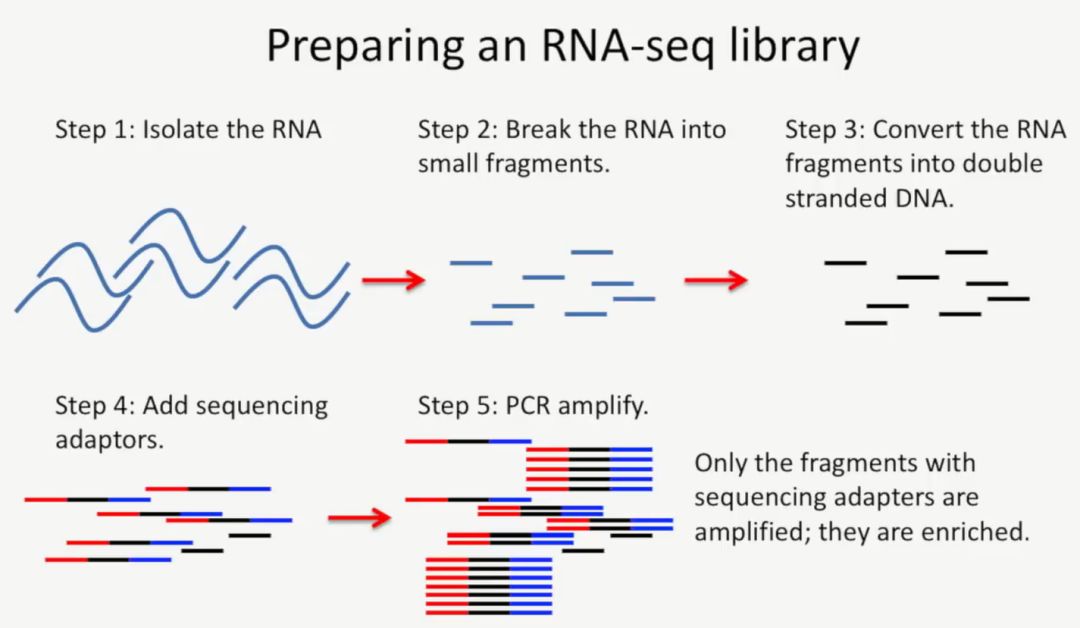 StatQuest学习笔记23——RNA-seq简介_rna测序需要多少细胞-CSDN博客