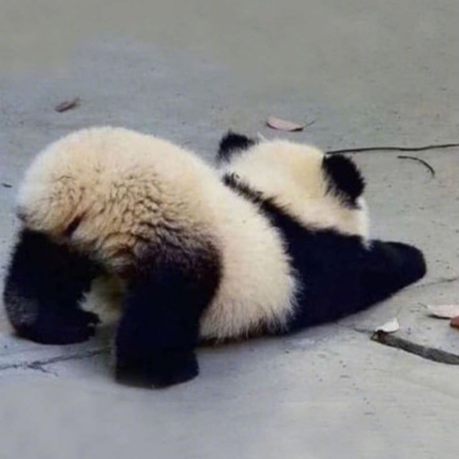Dataframe pandas set index reset index weixin 