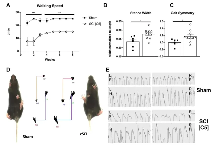 大鼠脊髓损伤SCI模型 脊髓缺血再灌注损伤模型，脊髓外伤模型，光化学诱导SCI模型，脊髓横断模型和双向牵张SCI模型_大鼠脊髓缺血再灌注模型-CSDN博客