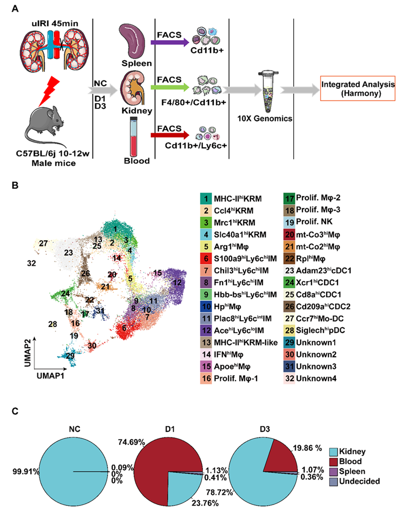 Advanced Science|北京大学第一医院肾脏内科杨莉团队与白凡研究组揭示急性肾损伤中始动和放大炎症巨噬细胞新亚群...-CSDN博客