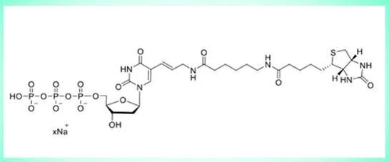 一种常用的荧光标记基团，Biotin-11-dUTP，86303-25-5，Biotin-11-dUT，适用于细胞凋亡检测-CSDN博客
