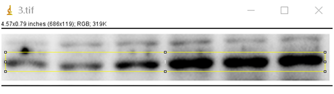 imagej旋转图片_Image J 入门之简介、如何下载及基本操作-CSDN博客