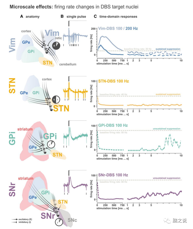 Brain综述：跨时空分辨率的DBS神经生理机制_brain综述:跨时空分辨率的dbs神经生理机制-CSDN博客