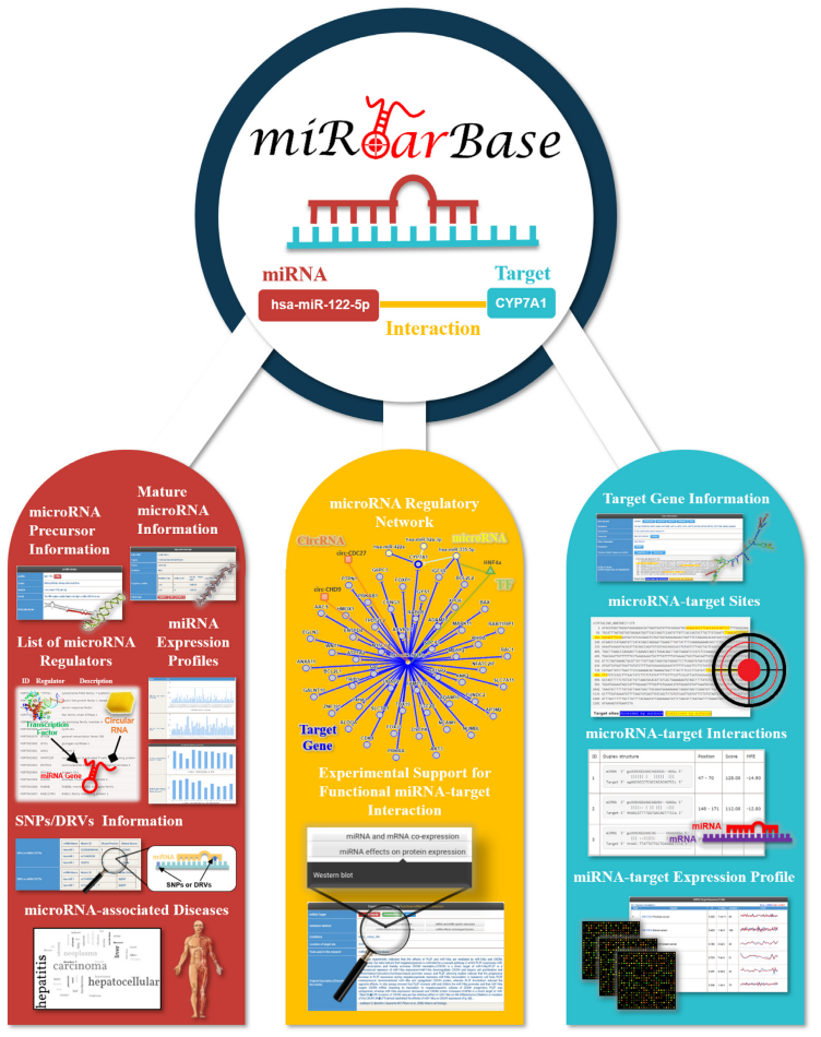 miRTarBase：miRNA-靶标互作数据库_mirtarbse-CSDN博客
