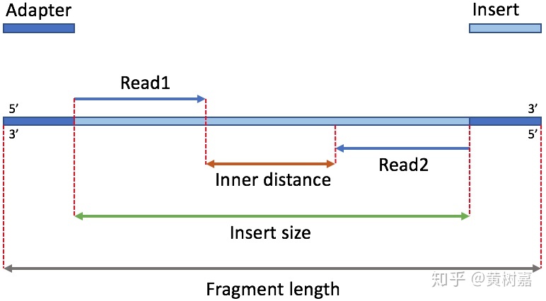 PE测序中read1与read2关系_双端测序的两个read怎么匹配-CSDN博客