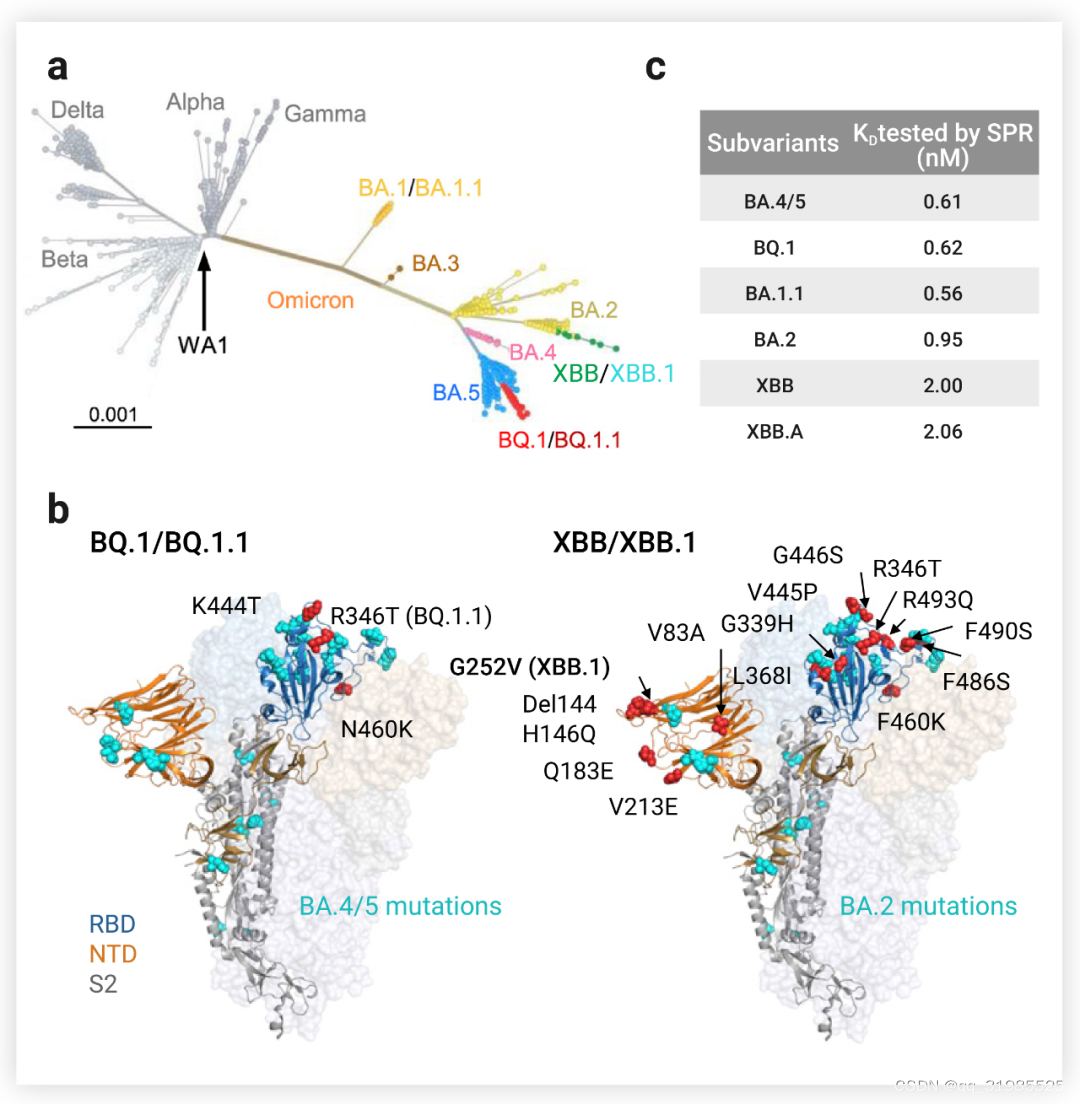 奥密克戎 | 毒株 XBB.1.5 传播力为何这么强？| MedChemExpress_distinct neutralizing antibody escape of sars-cov ...