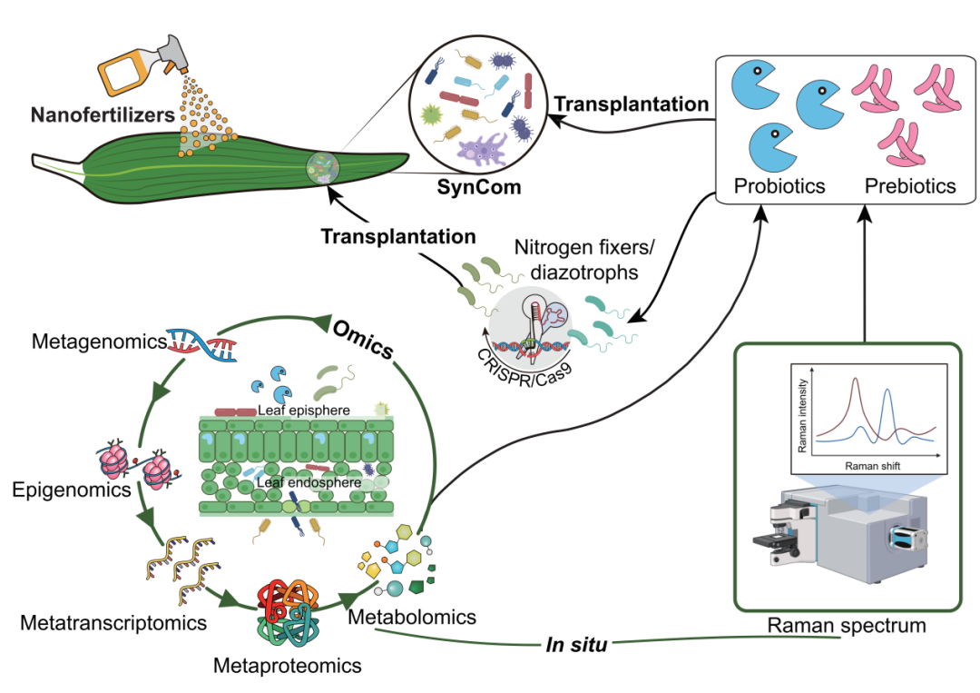 Trends Plant Sci | 朱永官院士等综述植物叶片的生物固氮作用-CSDN博客