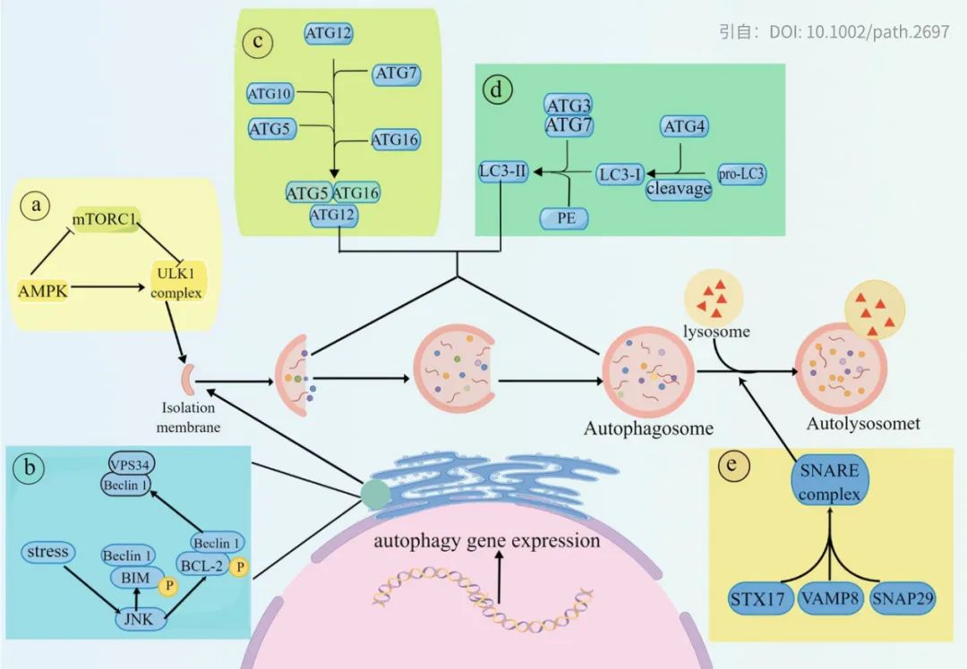 自噬信号通路及LC3&ATG等相关热门抗体_在昆虫与微生物共生关系中自噬的调节信号通路-CSDN博客