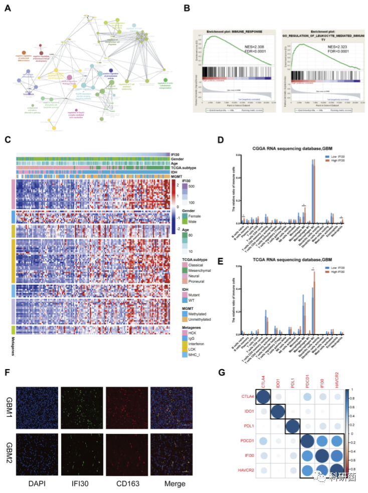 单基因gsea_3分+单基因与胶质瘤免疫治疗预后-CSDN博客