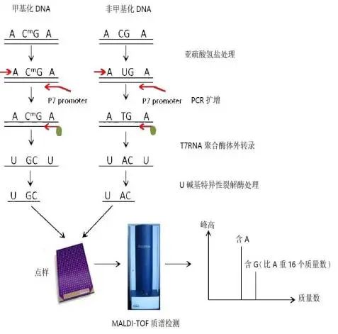 干货 | 单基因甲基化：五大技术比拼，你pick哪个？-CSDN博客