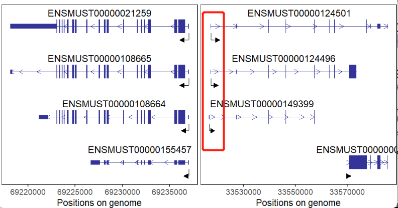 transPlotR 优雅的绘制基因转录本结构-CSDN博客