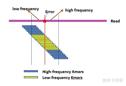 基因组组装算法_每次取kmer需要讲每一个小片段的反向互补序列再取一次。-CSDN博客