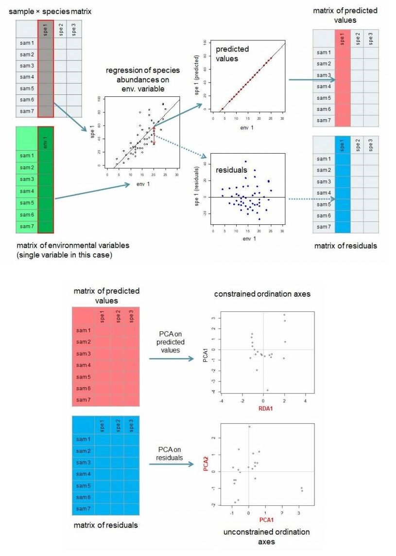 canoco5冗余分析步骤_群落分析的冗余分析（RDA）概述_weixin_39605463的博客-CSDN博客