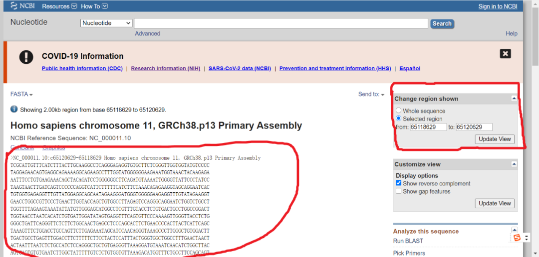 如何寻找基因的启动子——NCBI版_启动子序列怎么找-CSDN博客